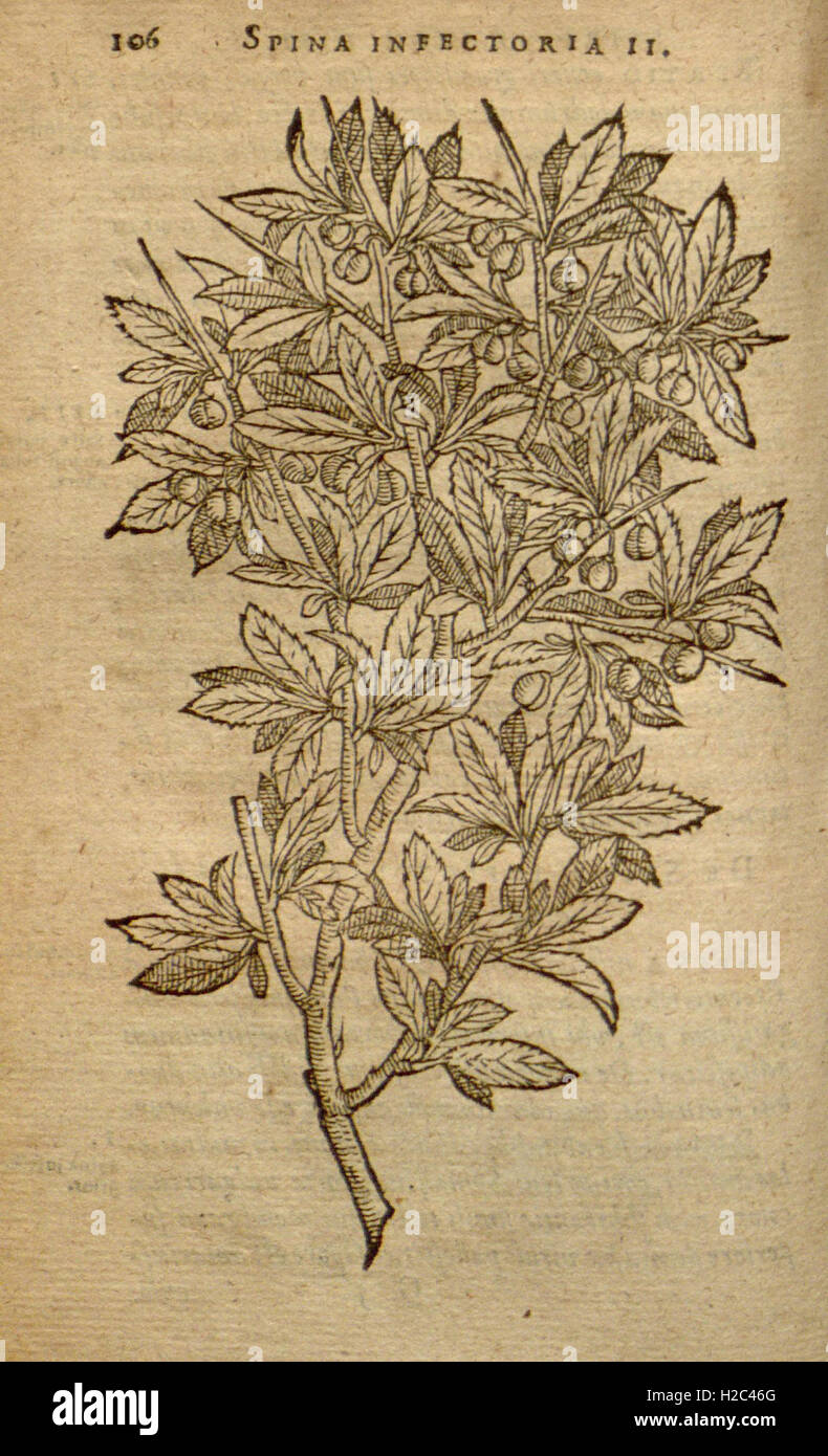 A botanical work by Carolus Clusius, detailing rare plant species and ...