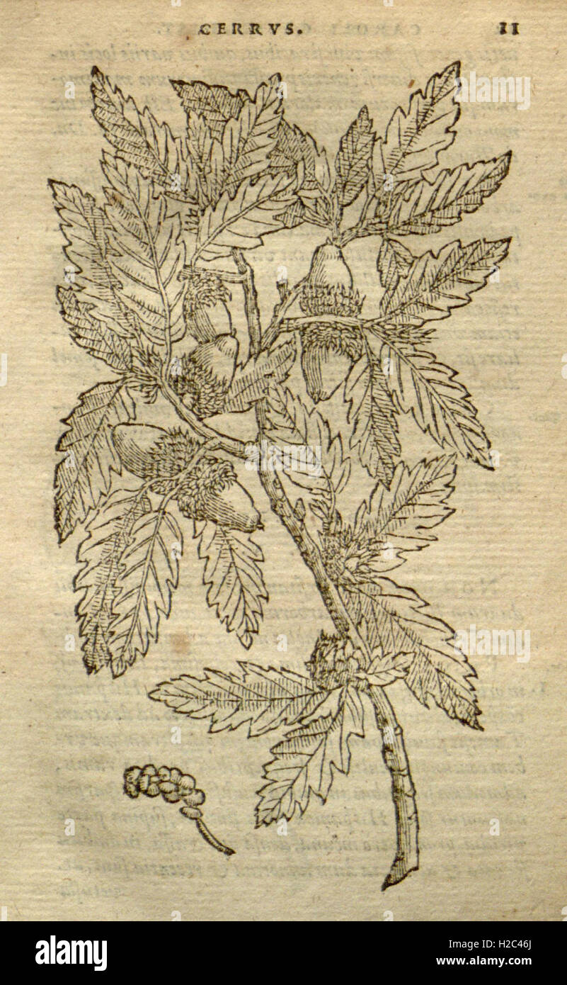 A botanical work by Carolus Clusius, presenting rare plant species ...