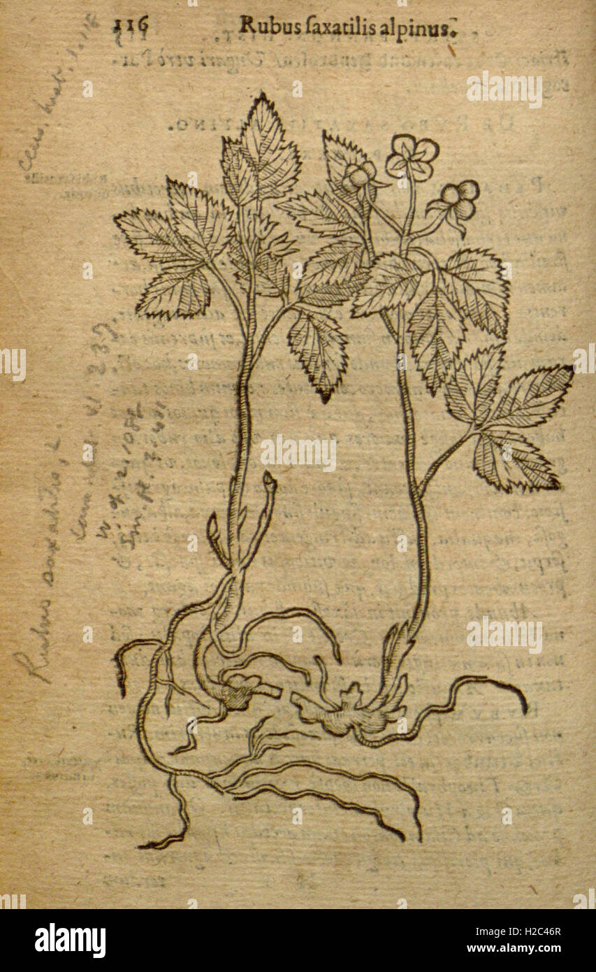 A botanical work by Carolus Clusius focusing on rare plants ...
