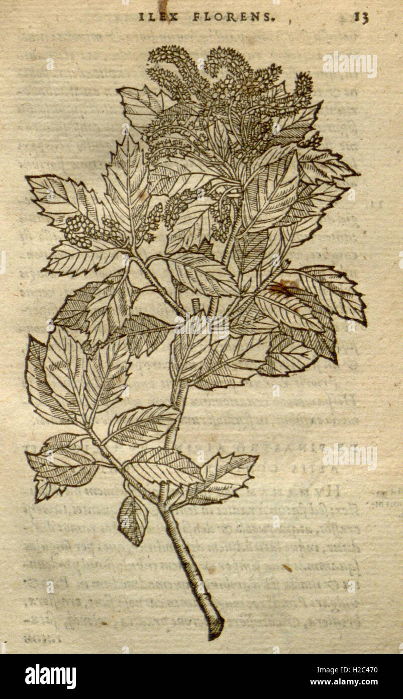 This early botanical work by Carolus Clusius details rare plant species ...