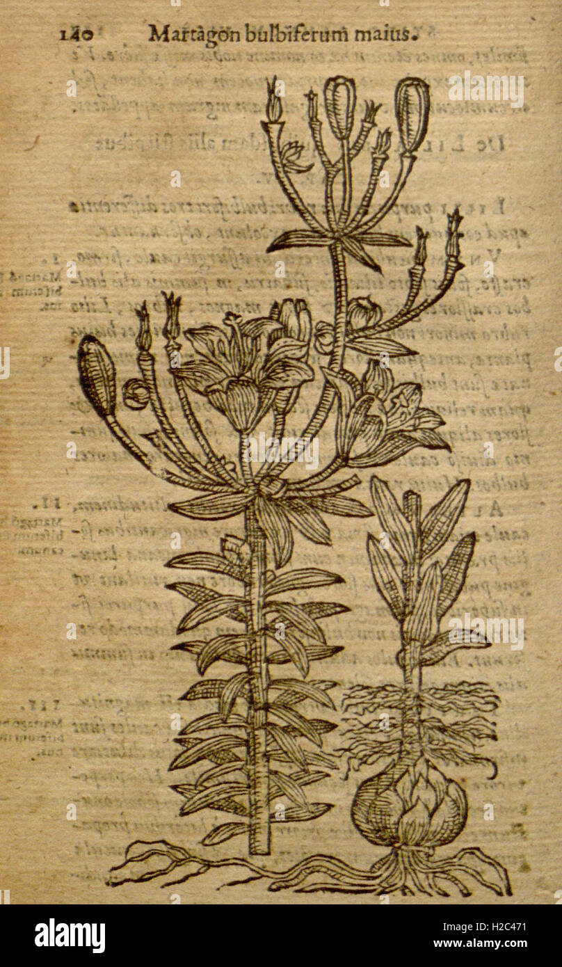 This botanical work by Carolus Clusius details a selection of rare ...