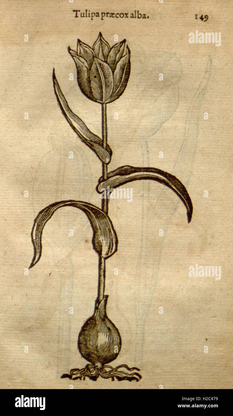 This botanical text by Carolus Clusius describes rare and notable ...