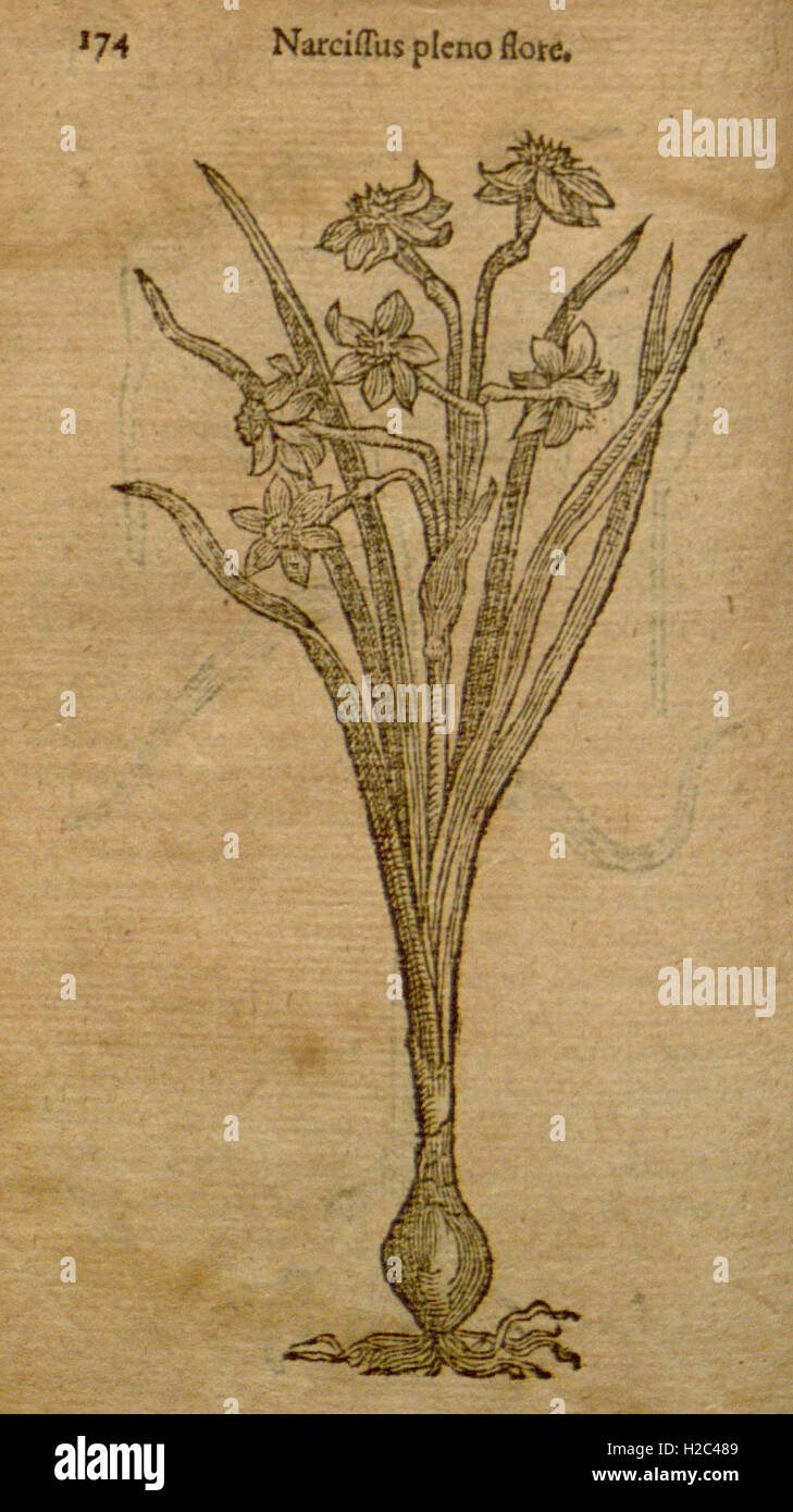 A botanical work by Carolus Clusius, focusing on rare plants and their ...