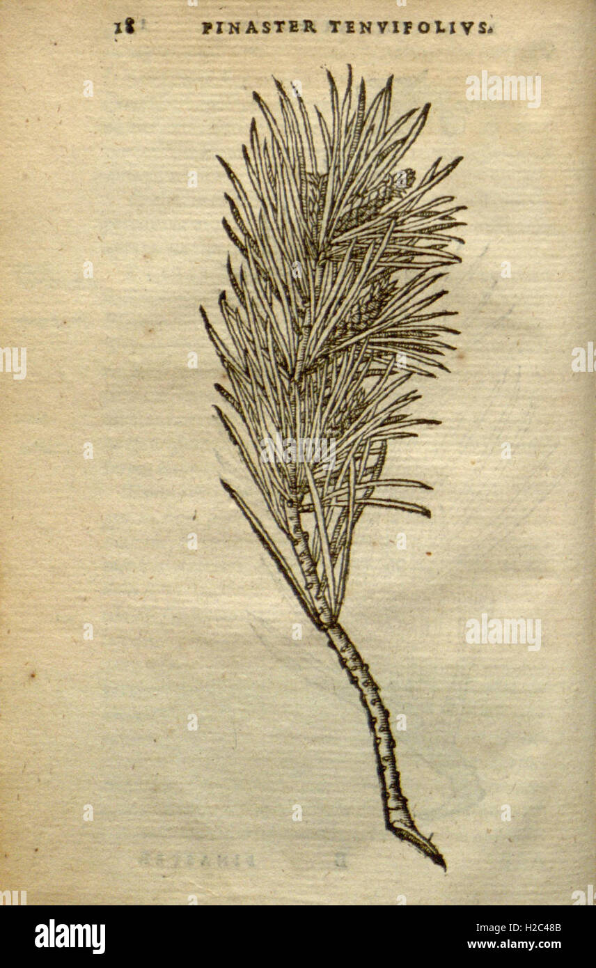 A botanical work by Carolus Clusius focusing on rare plant species ...