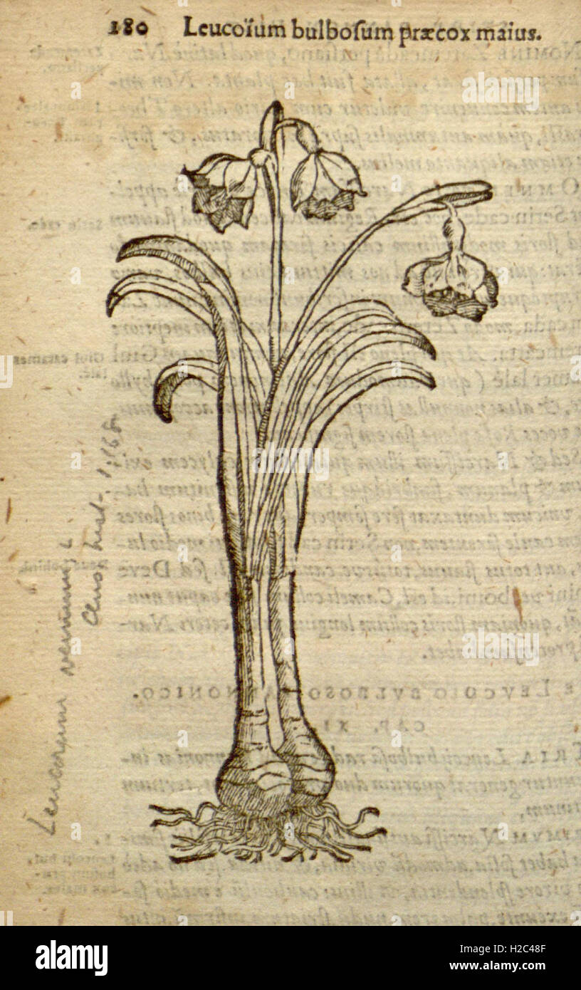 This botanical work by Carolus Clusius offers descriptions of rare ...