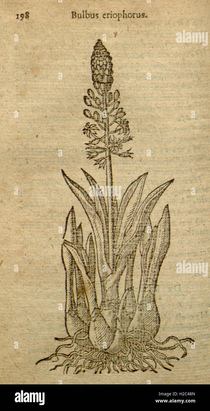 This page from Carolus Clusius's work describes rare plants from the ...