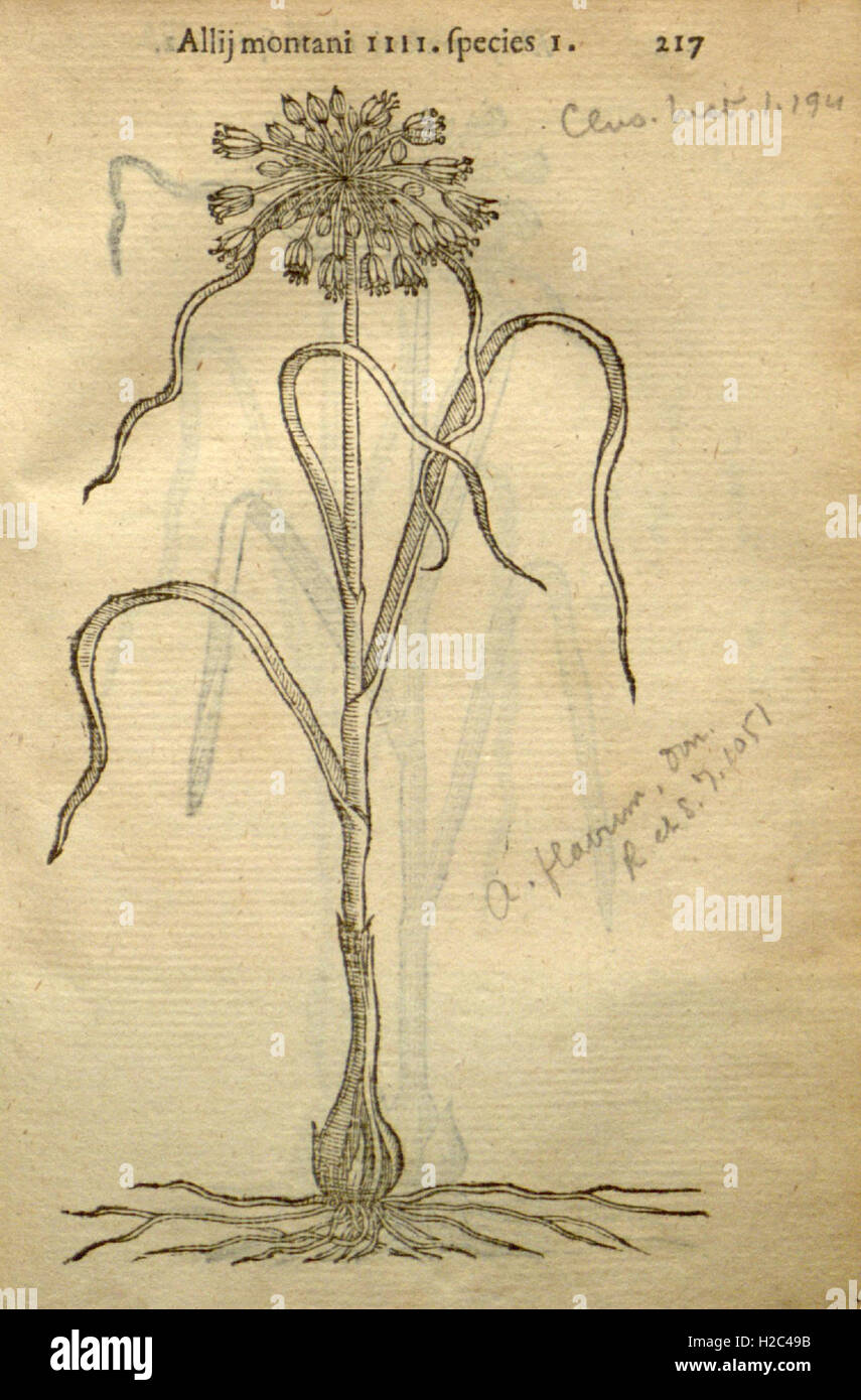 A botanical work by Carolus Clusius describing rare plant species ...