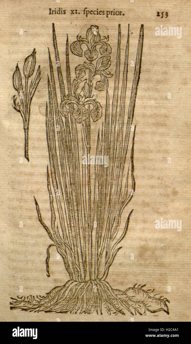 A botanical work by Carolus Clusius, describing rare plants and their ...