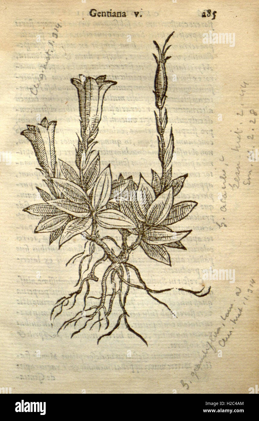 A detailed botanical work by Carolus Clusius, focusing on rare plant ...