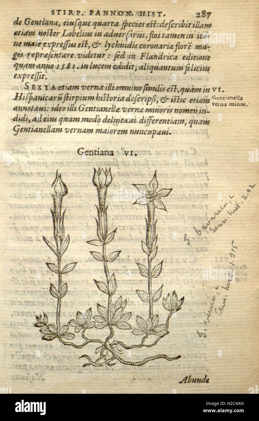 This botanical work by Carolus Clusius discusses rare plant species ...