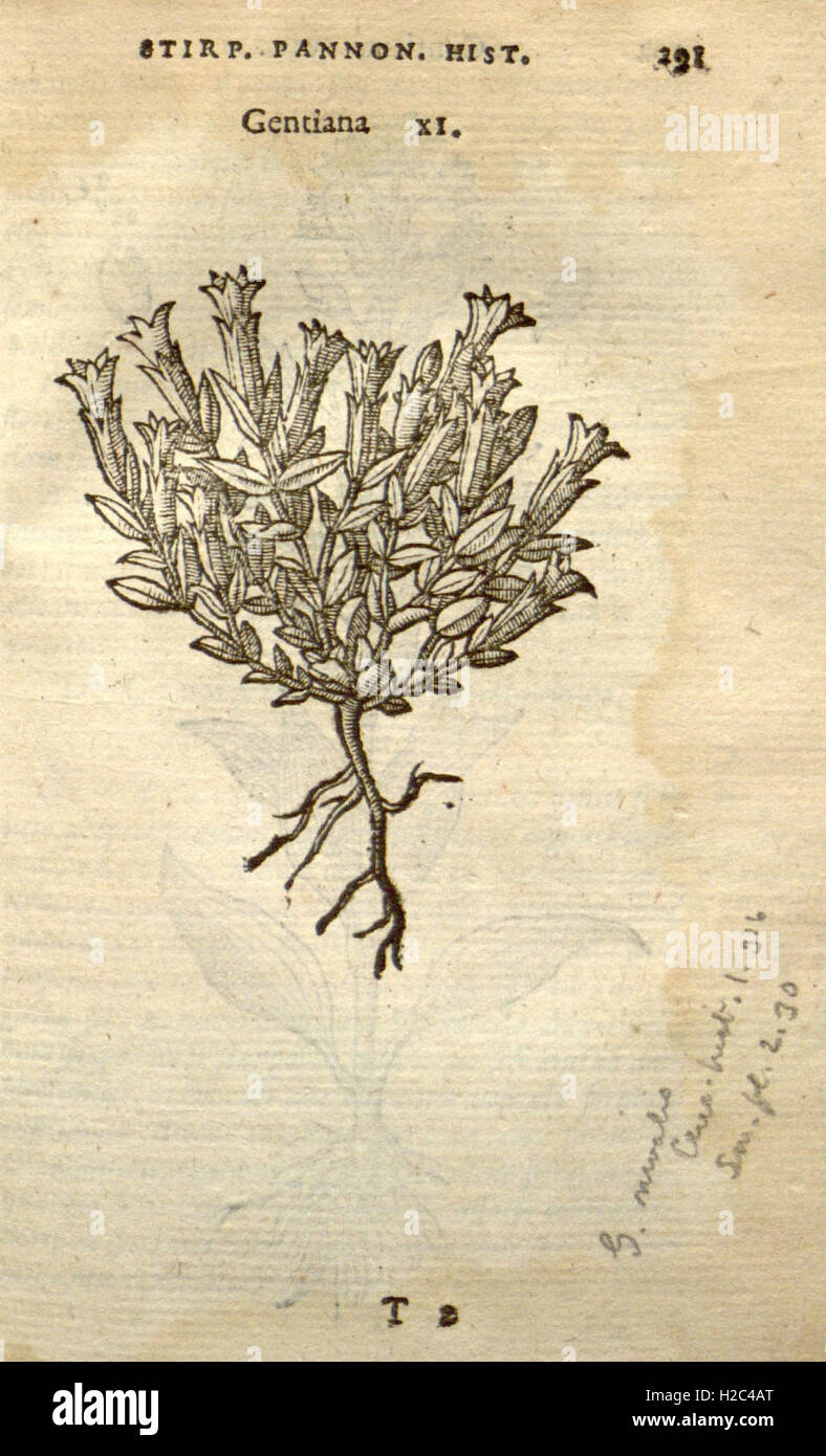 A botanical work by Carolus Clusius focusing on rare plants, detailing ...