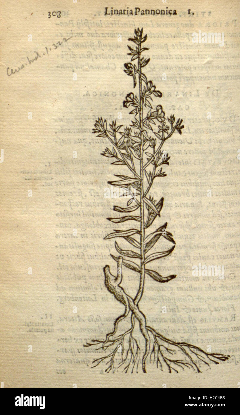 A botanical work by Carolus Clusius detailing rare plants from the ...