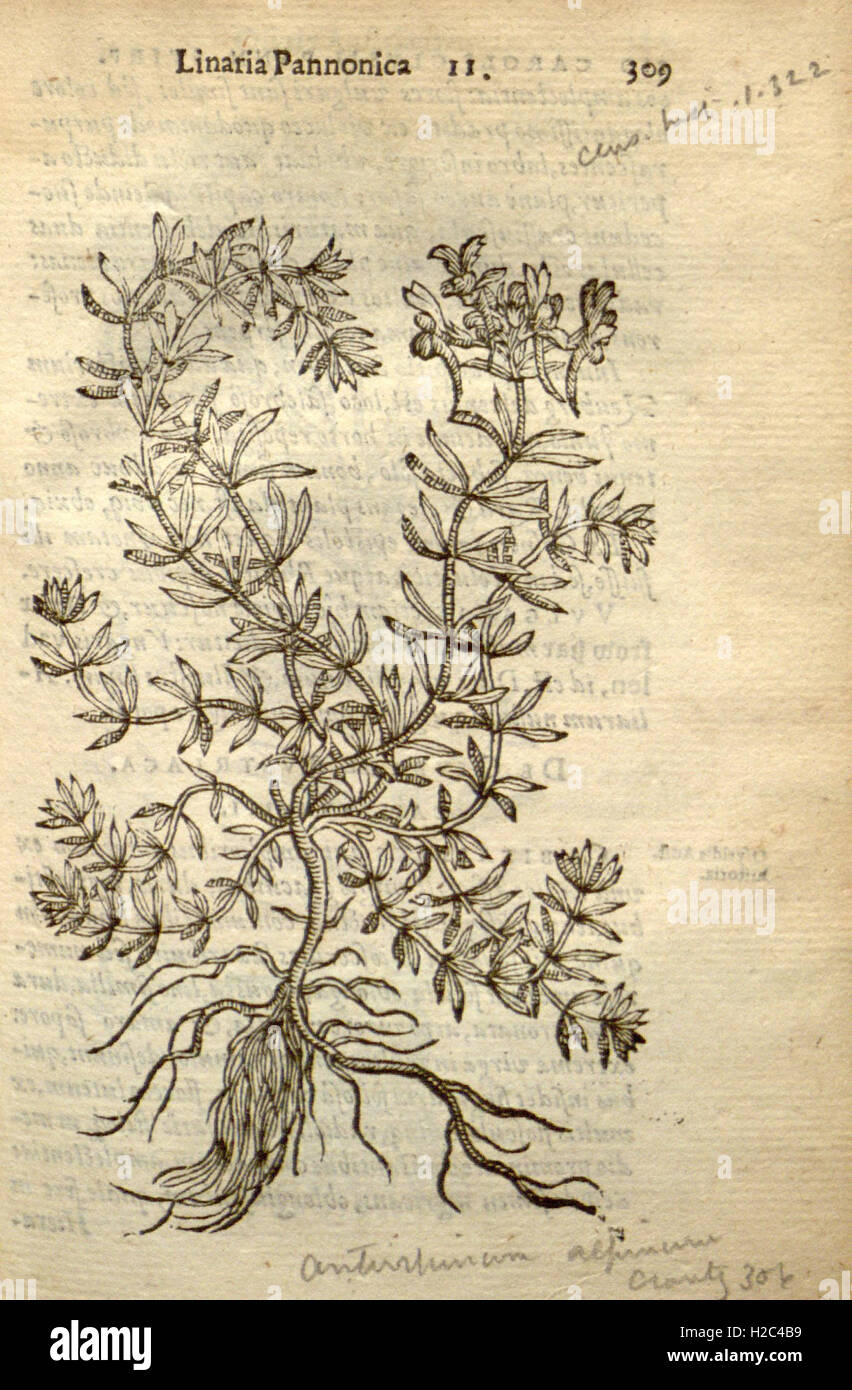 This botanical work by Carolus Clusius describes rare plant species ...
