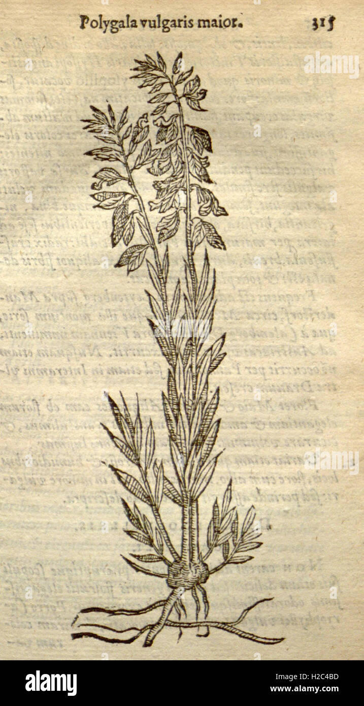 A botanical work by Carolus Clusius, showcasing rare plant species with ...