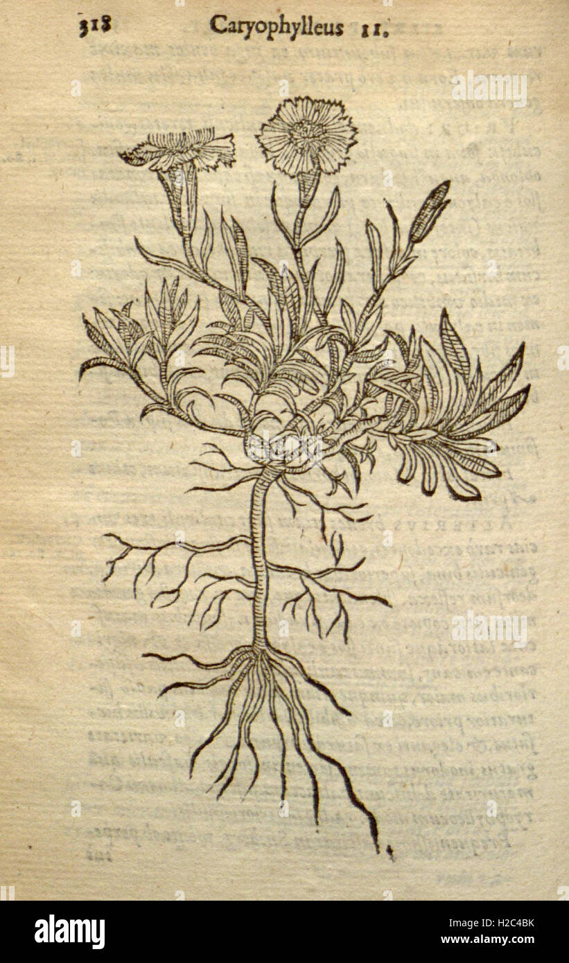 This page of the botanical work by Carolus Clusius details rare plant ...