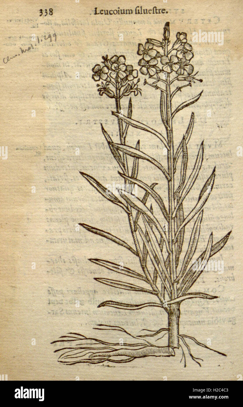 A botanical text by Carolus Clusius describing rare plant species ...