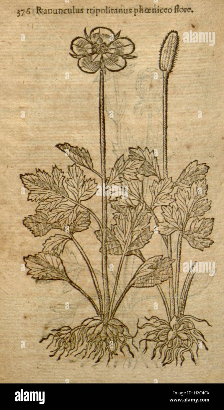 A botanical work by Carolus Clusius documenting rare plant species ...