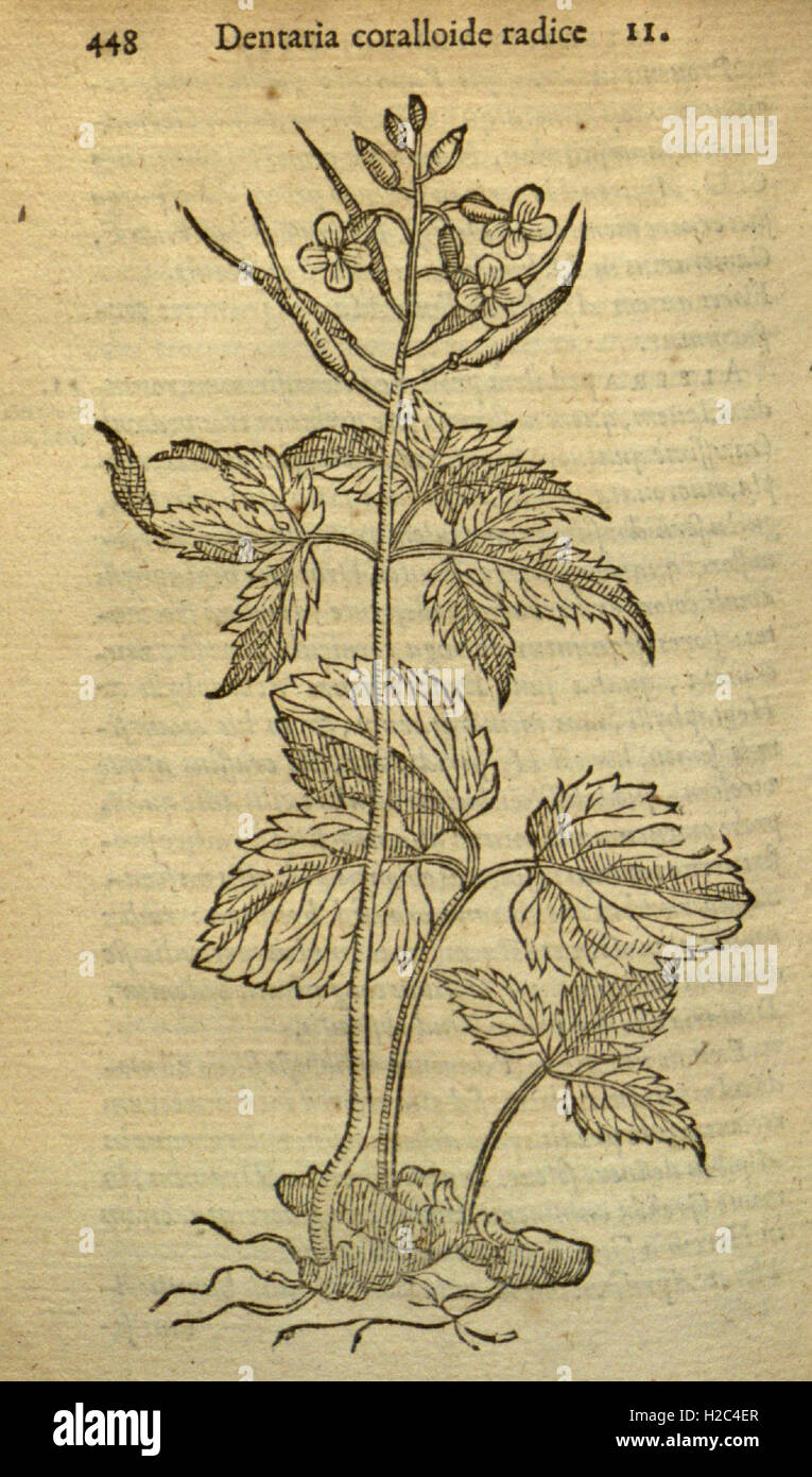 This botanical work by Carolus Clusius catalogs rare plant species ...