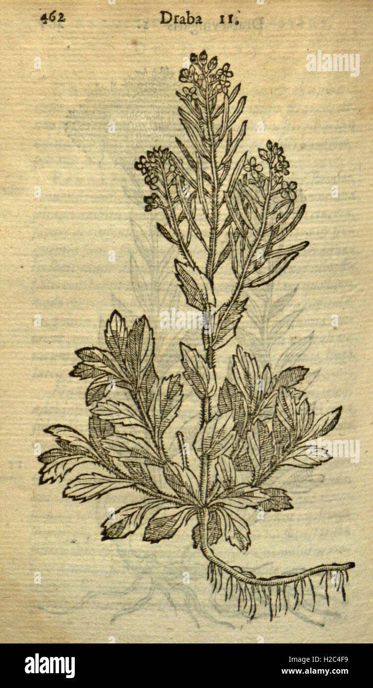 This botanical work by Carolus Clusius discusses rare plant species and ...