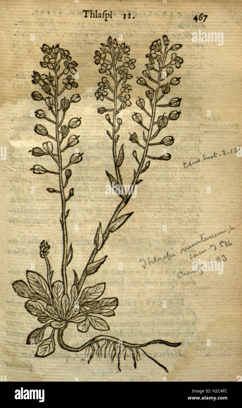 This botanical work by Carolus Clusius offers descriptions of rare ...