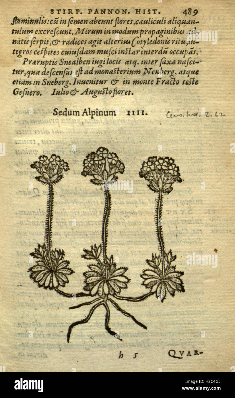 A botanical work by Carolus Clusius, focused on rare plants and their ...