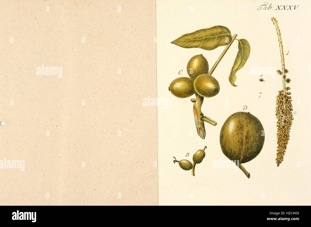 This work features illustrations of wild trees, shrubs, and bush ...