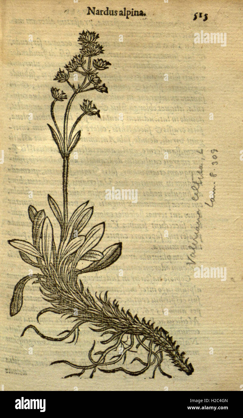 A botanical work by Carolus Clusius, documenting rare plant species ...