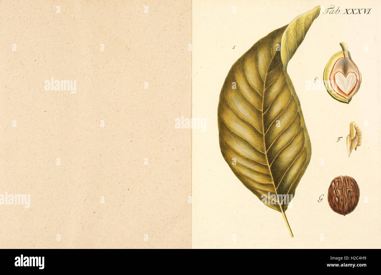 This German work depicts wild trees, shrubs, and bushes, illustrating ...