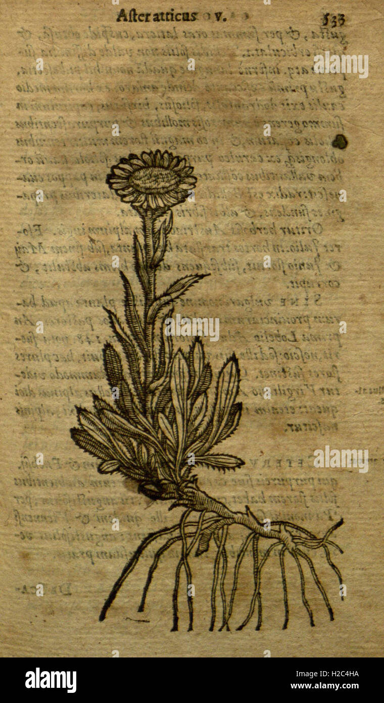This historical botanical work by Carolus Clusius provides descriptions ...