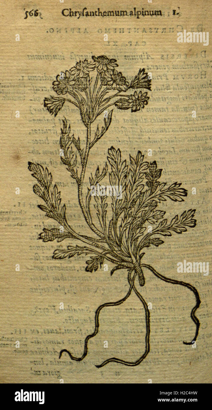 A botanical work by Carolus Clusius on rare plant species, with ...
