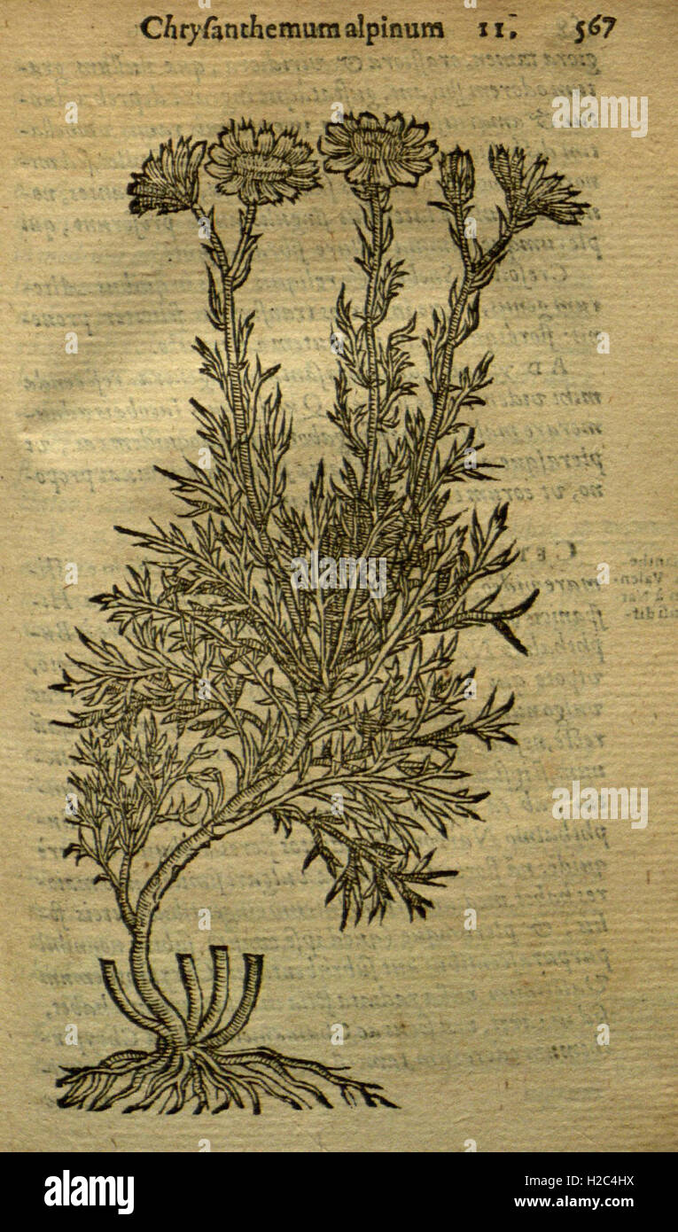 A botanical work by Carolus Clusius focusing on rare and exceptional ...