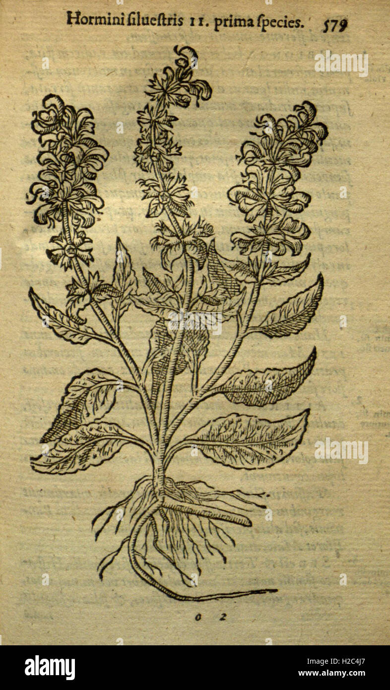 This work focuses on rare plants collected by Carolus Clusius, offering ...