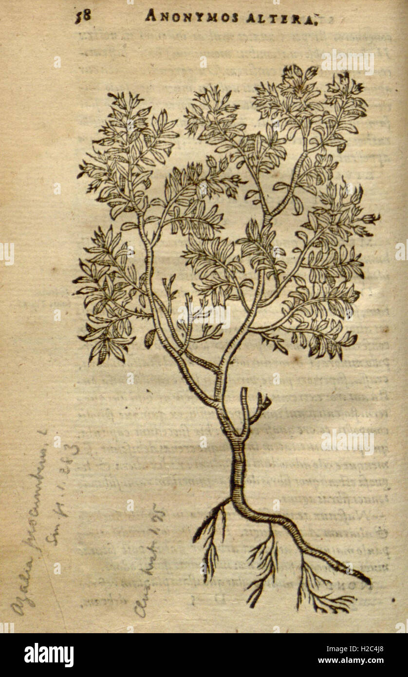 This botanical work by Carolus Clusius discusses the rare plants of the ...