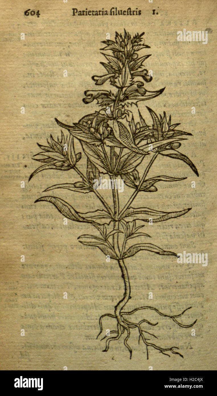 This botanical work by Carolus Clusius focuses on rare and unusual ...