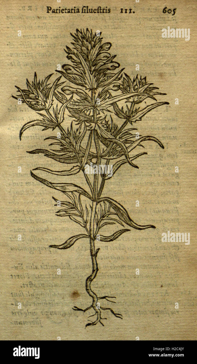 This historical botanical work by Carolus Clusius focuses on rare and ...
