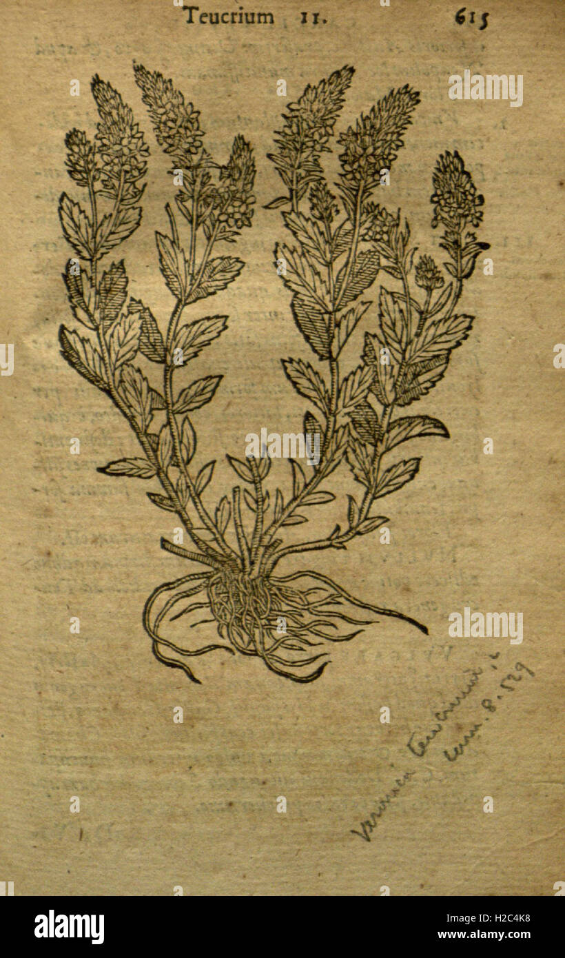 This botanical work by Carolus Clusius describes rare plant species ...