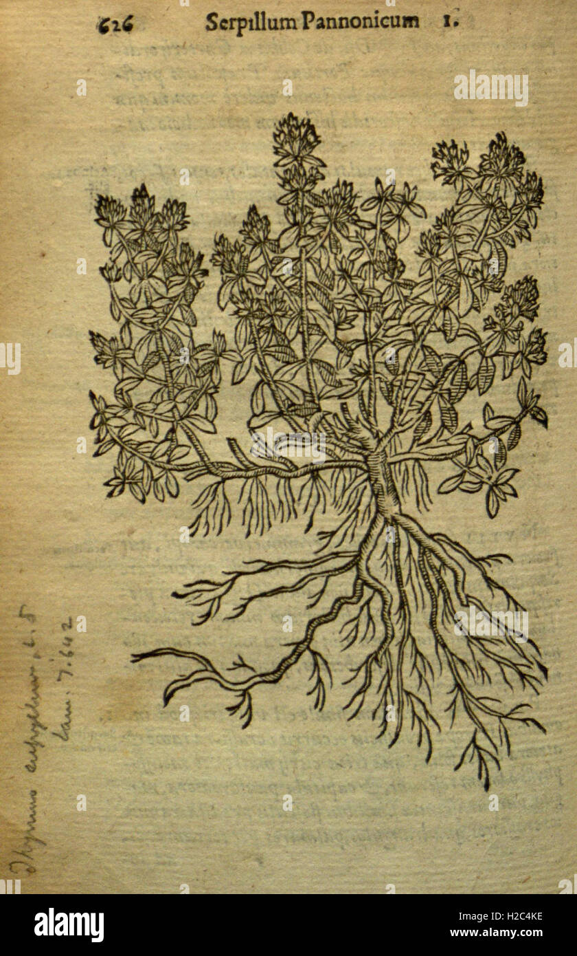 A botanical work by Carolus Clusius, documenting rare plant species ...