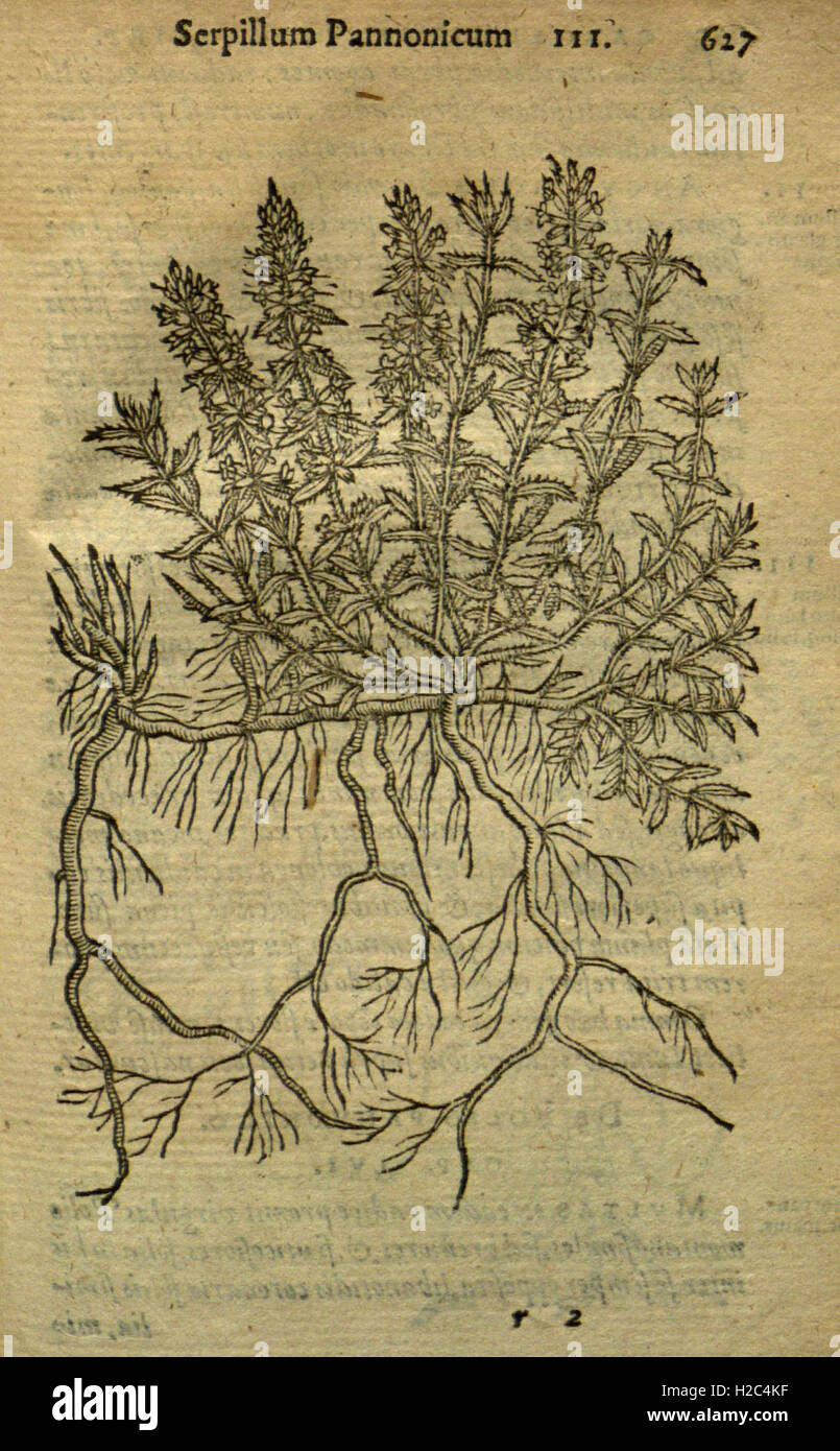 A botanical work by Carolus Clusius, focusing on rare plant species ...