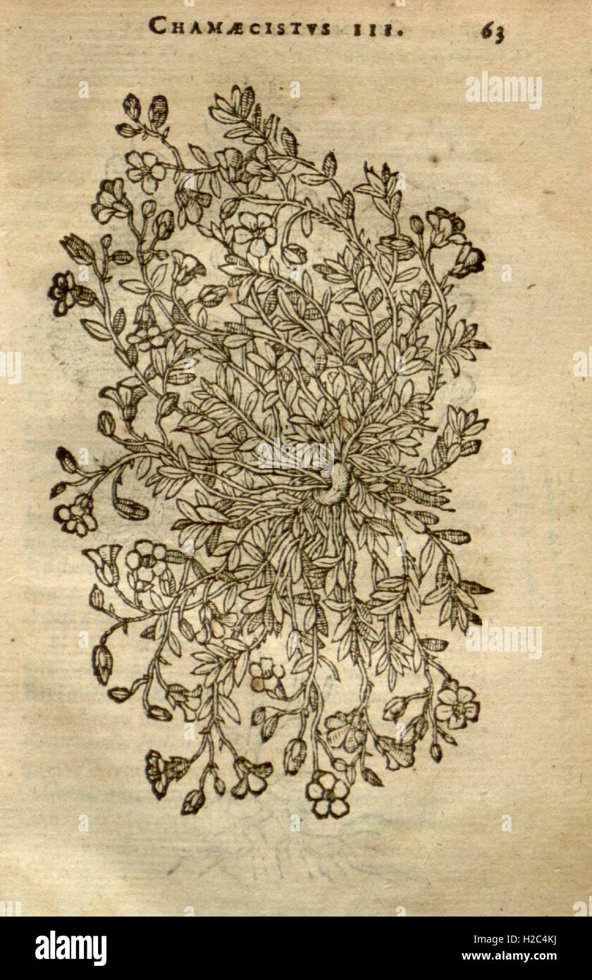 This botanical work by Carolus Clusius focuses on the rare plants of ...