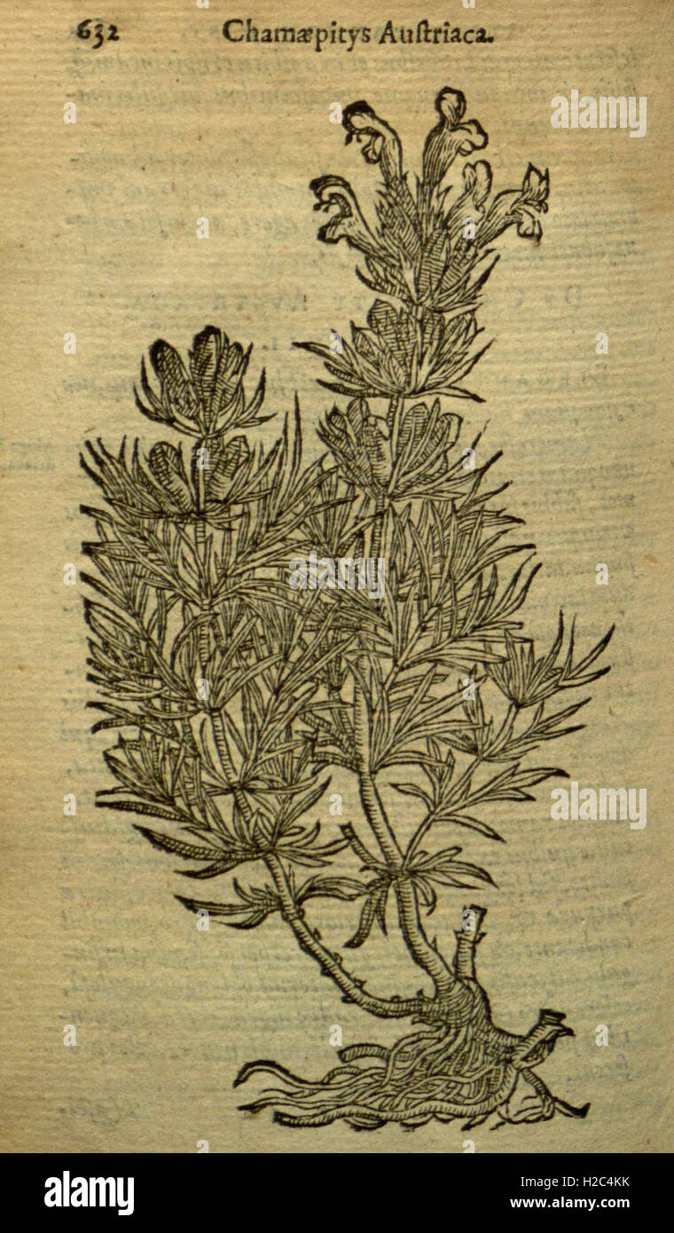 This botanical work by Carolus Clusius details rare plants from the ...