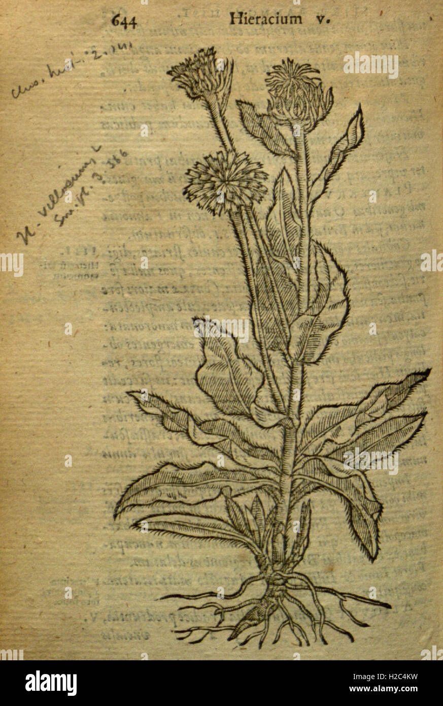 A botanical work by Carolus Clusius featuring rare plant species ...