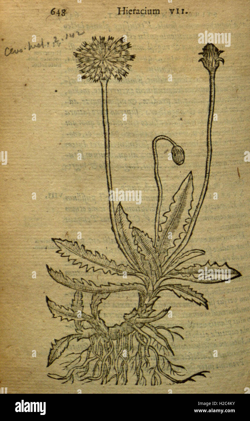 This botanical work by Carolus Clusius provides descriptions of rare ...