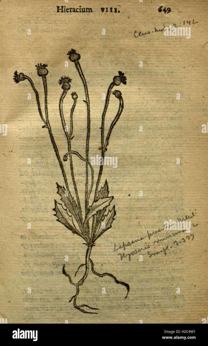 This botanical work by Carolus Clusius describes rare plant species ...