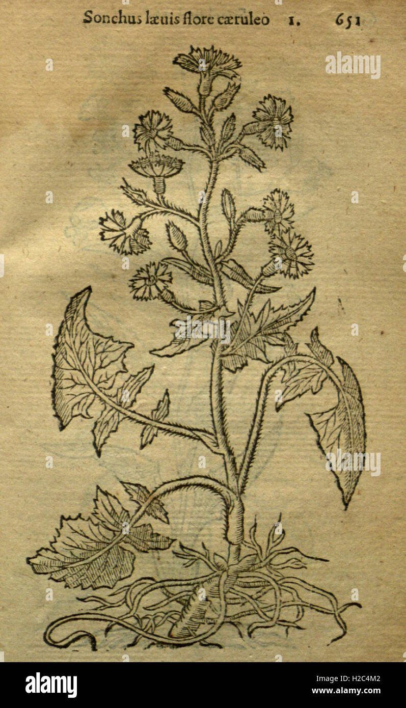 A botanical work by Carolus Clusius detailing rare and exotic plant ...