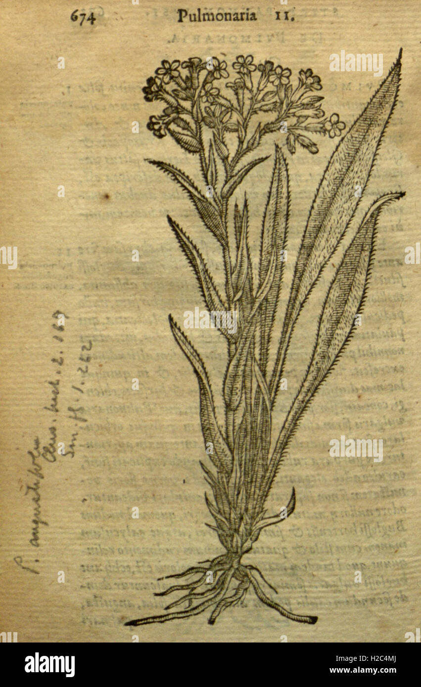 This botanical work by Carolus Clusius presents a detailed examination ...