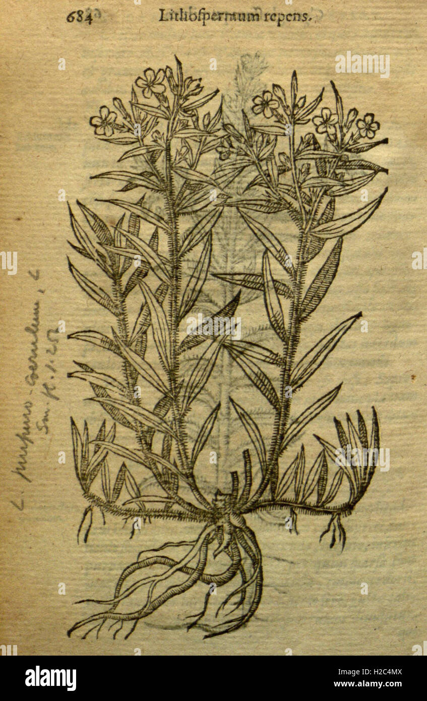 This botanical work by Carolus Clusius details rare plant species ...