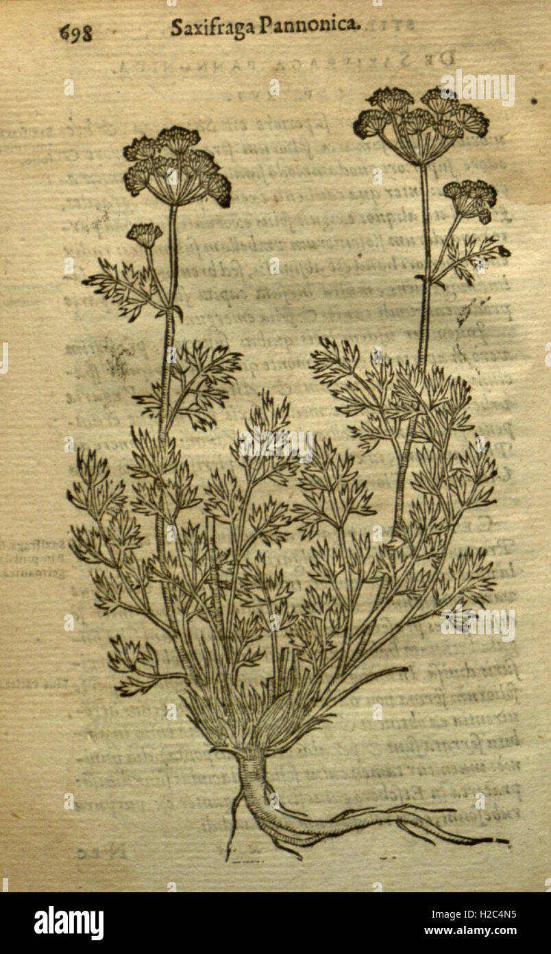A detailed botanical work by Carolus Clusius, documenting rare plants ...