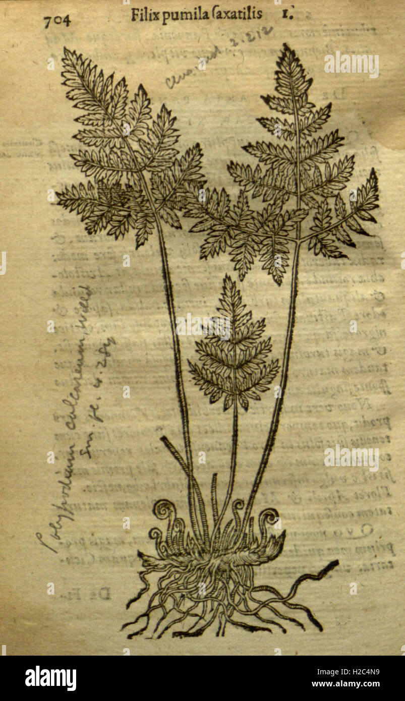 This work by Carolus Clusius details rare plant species, their ...