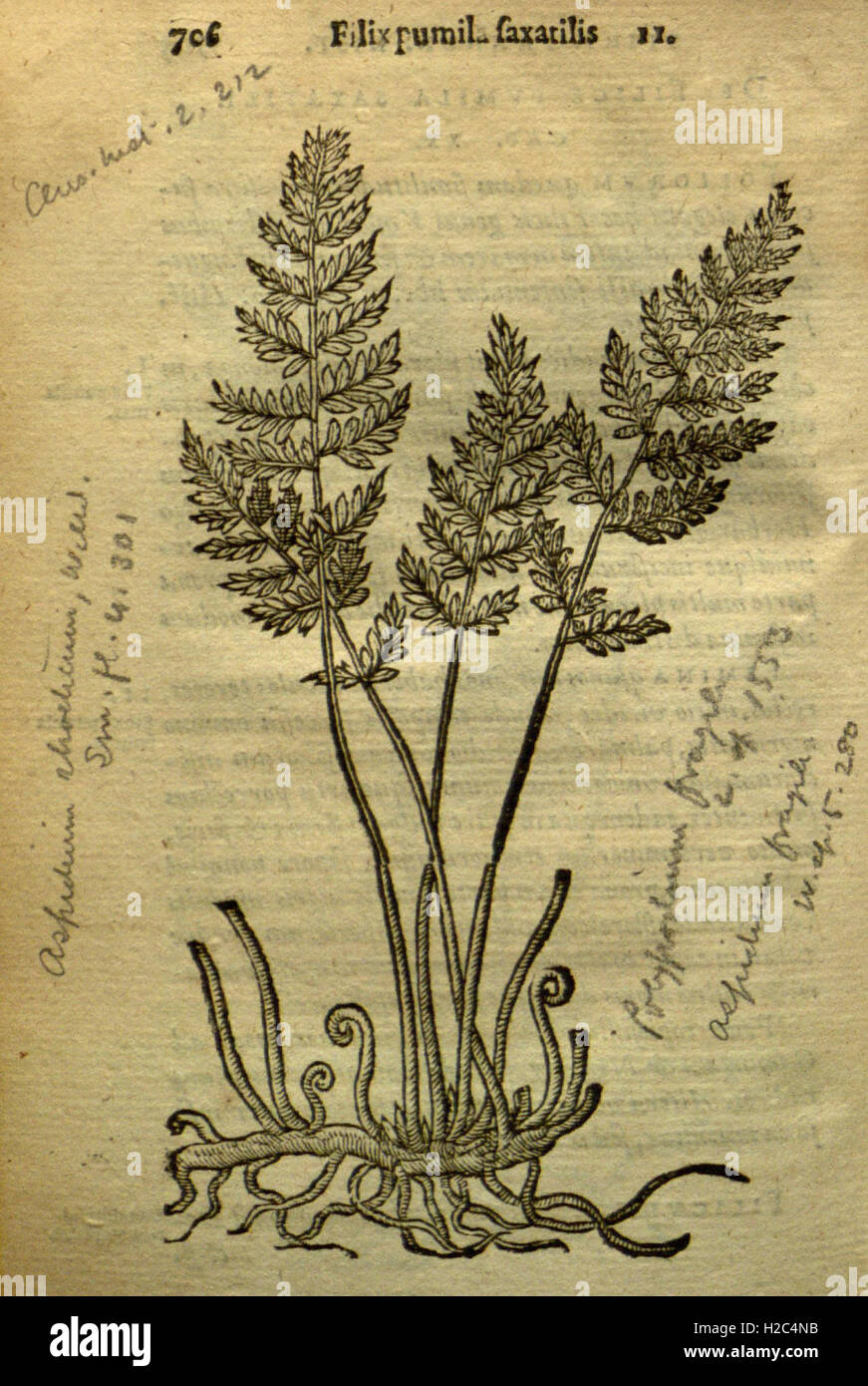 This botanical work by Carolus Clusius documents rare plant species ...