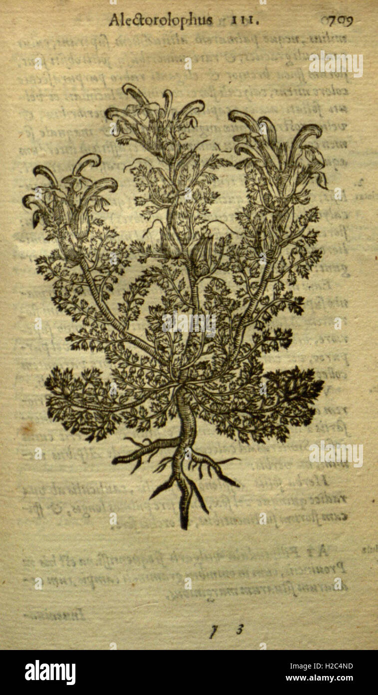 This botanical work by Carolus Clusius documents rare and significant ...